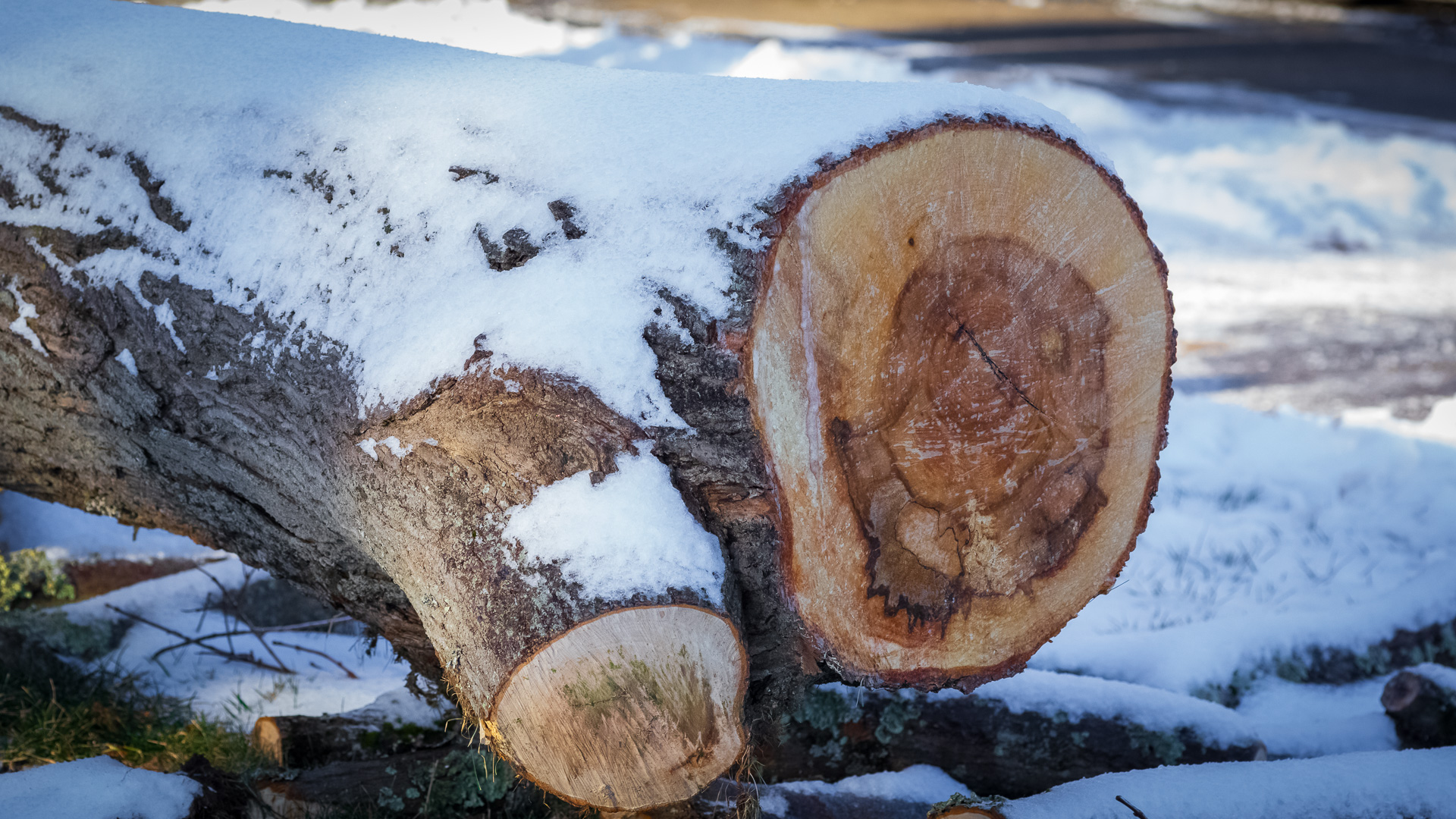 Icy Morning in the Woodyard • SawsandSplitters.com